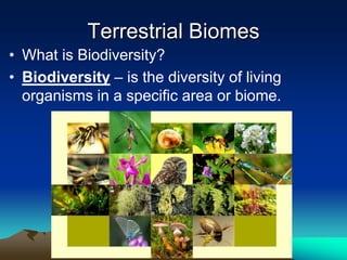 Intro to biomes | PPT