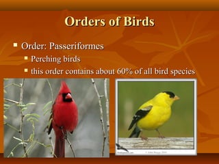 Intro to birds | PPT