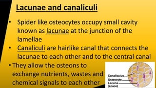 Introduction to Orthopedics | PPTX