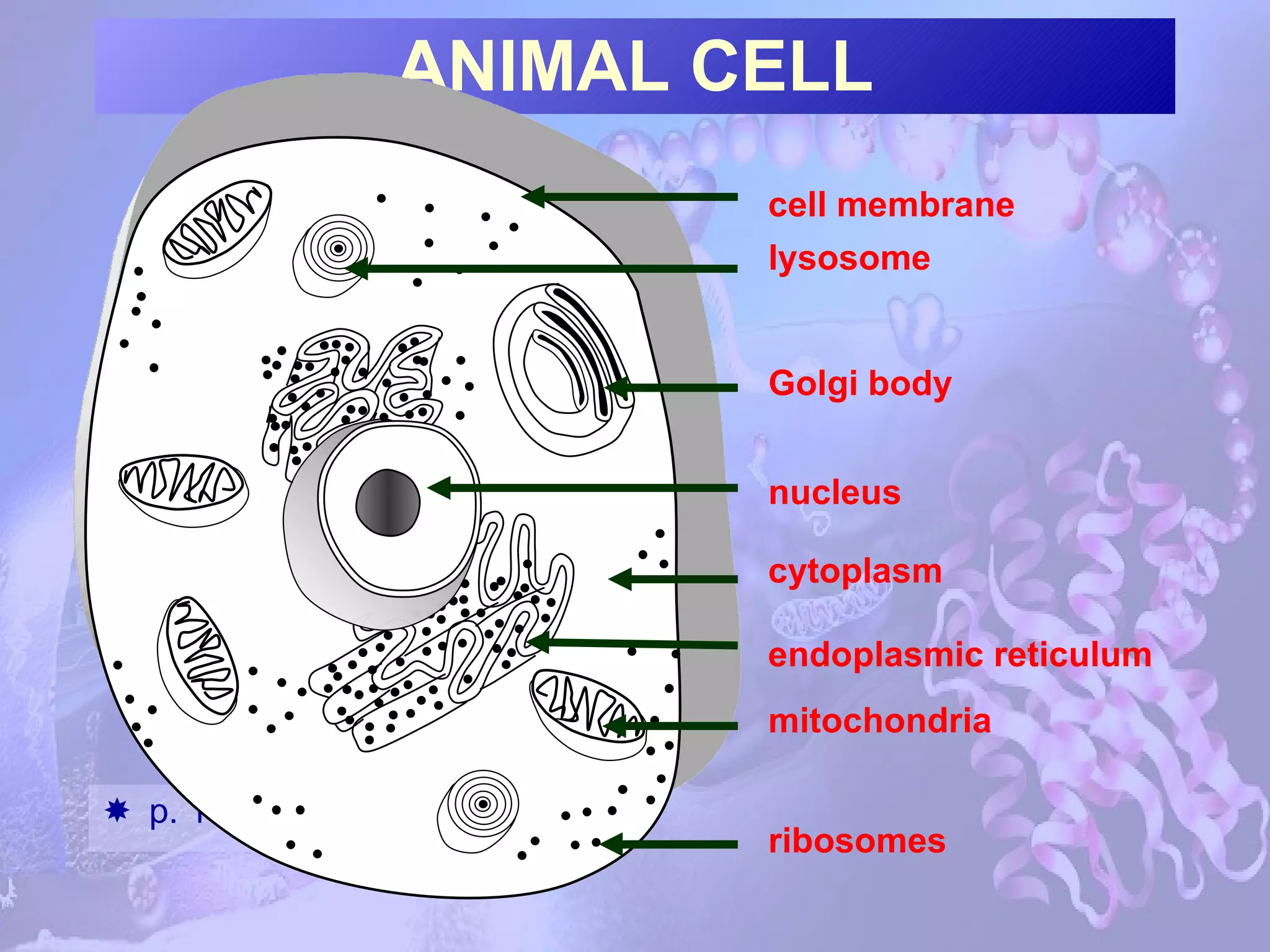 Intro to cells | PPT