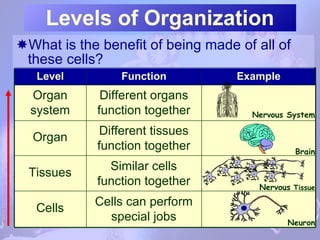 Intro to cells | PPT