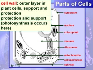 Intro to cells | PPT