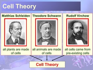 Intro to cells | PPT