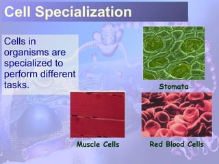 Intro to cells | PPT