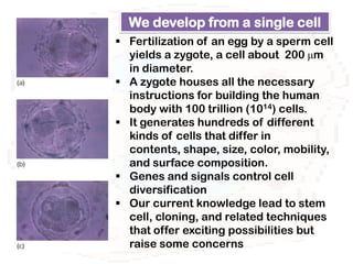 Intro to cells | PPTX | Biological Sciences | Science