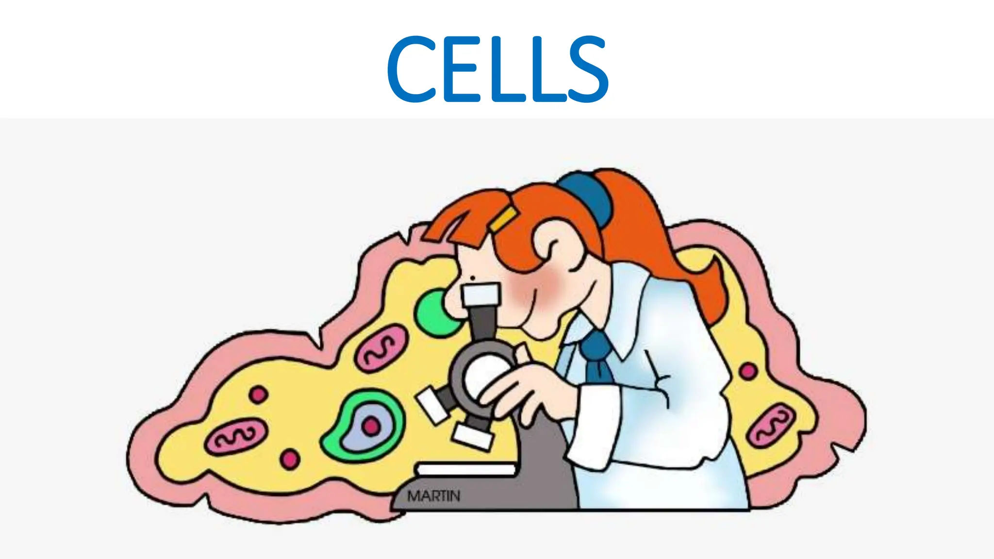 Cells and organelles step by step, drawing | PPT