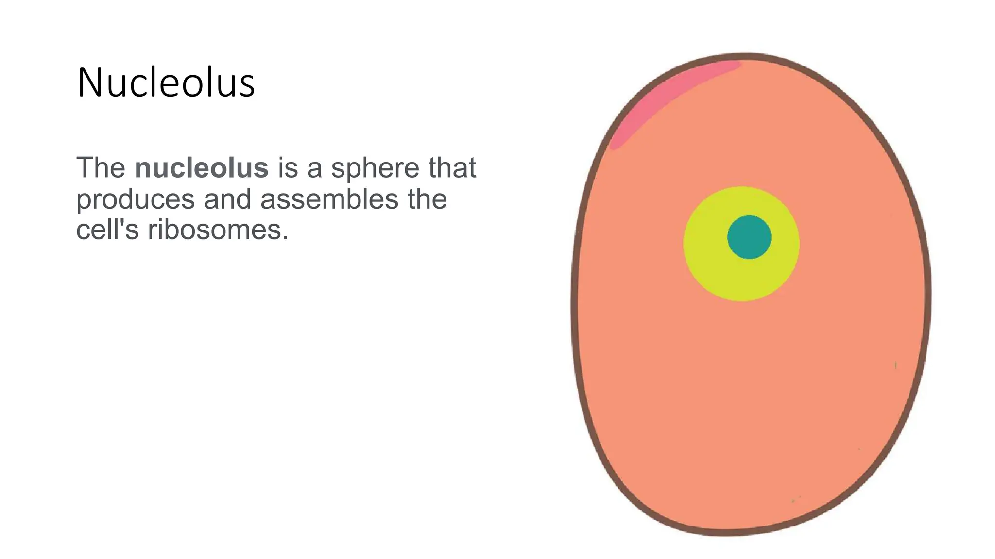Cells and organelles step by step, drawing | PPT