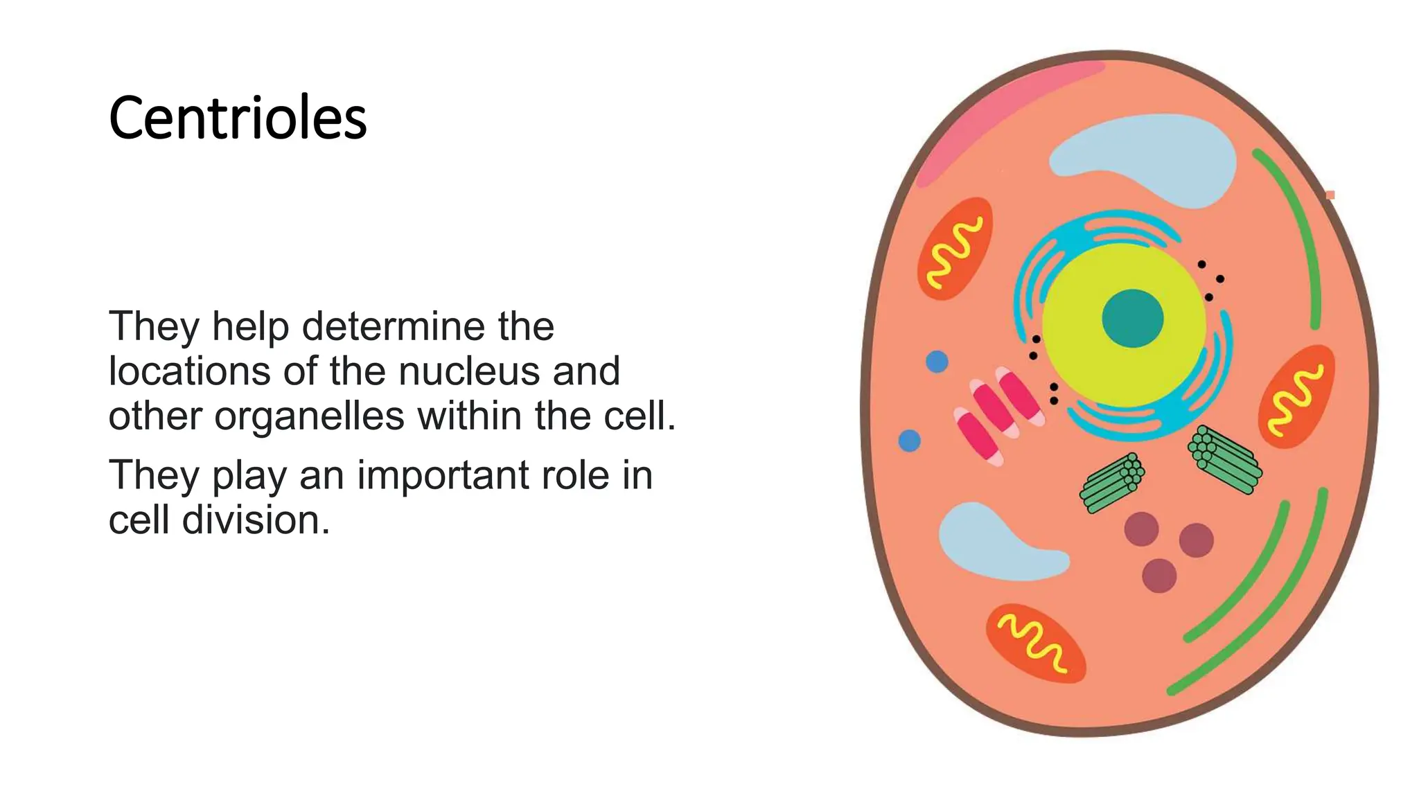 Cells and organelles step by step, drawing | PPT