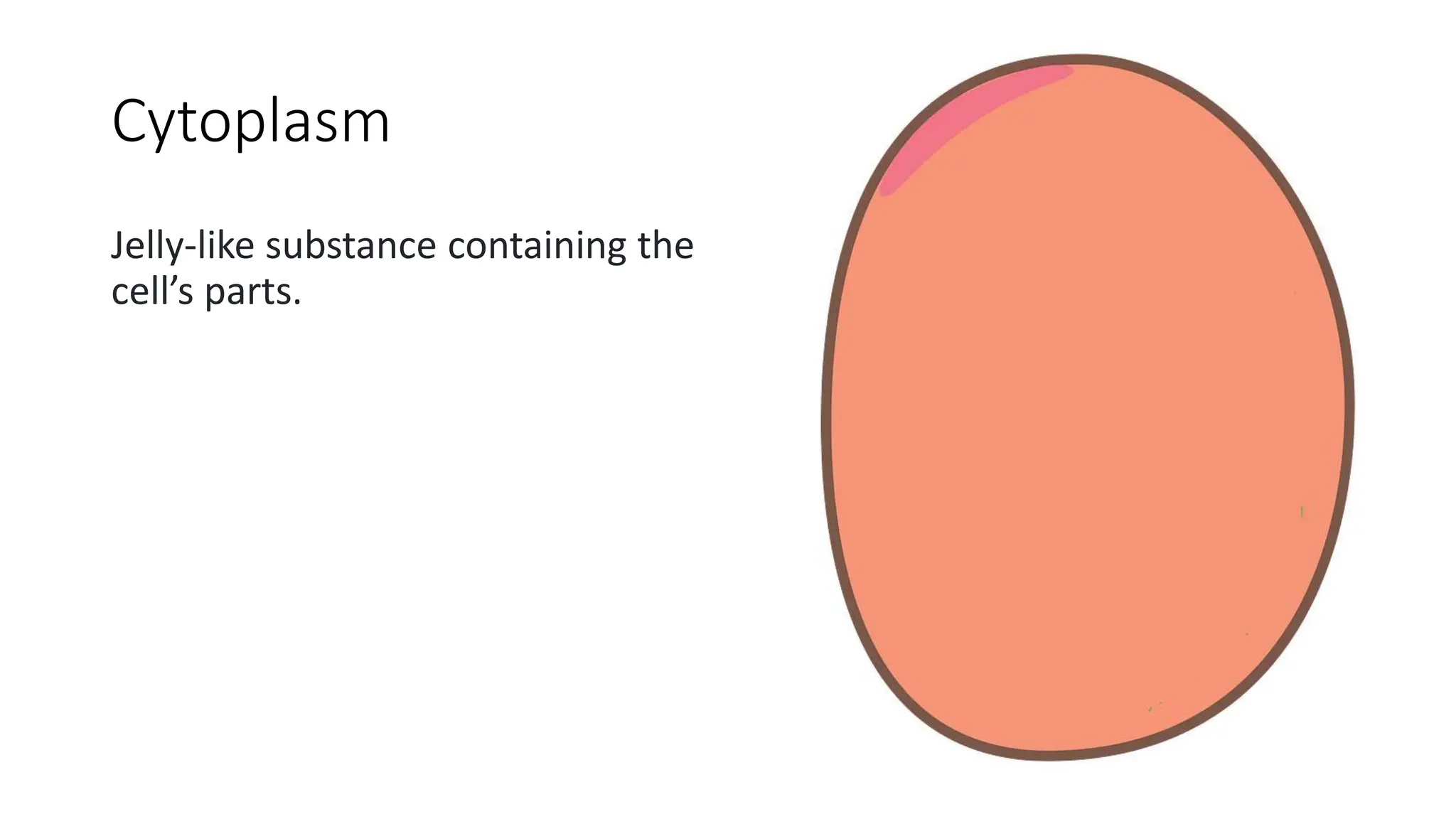 Cells and organelles step by step, drawing | PPT