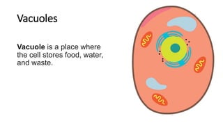 Cells and organelles step by step, drawing | PPT