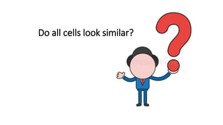 Cells and organelles step by step, drawing | PPTX