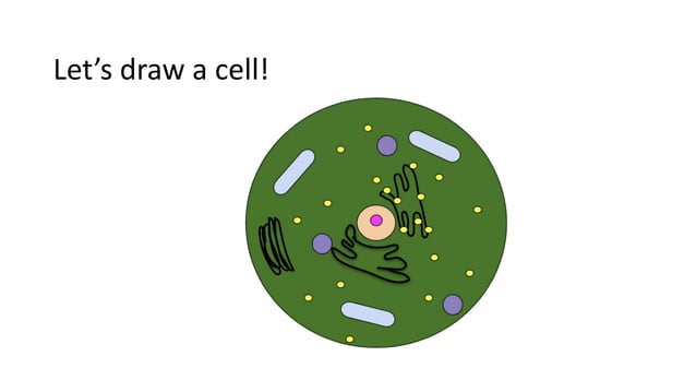 Cells and organelles step by step, drawing | PPT