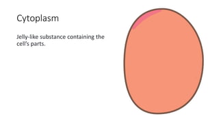 Cells and organelles step by step, drawing | PPTX