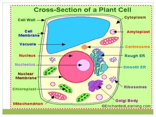 Introduction to cells and cell theory .ppt