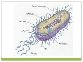 Introduction to cells and cell theory .ppt