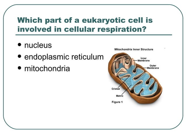 Intro to cellular respiration | PPT