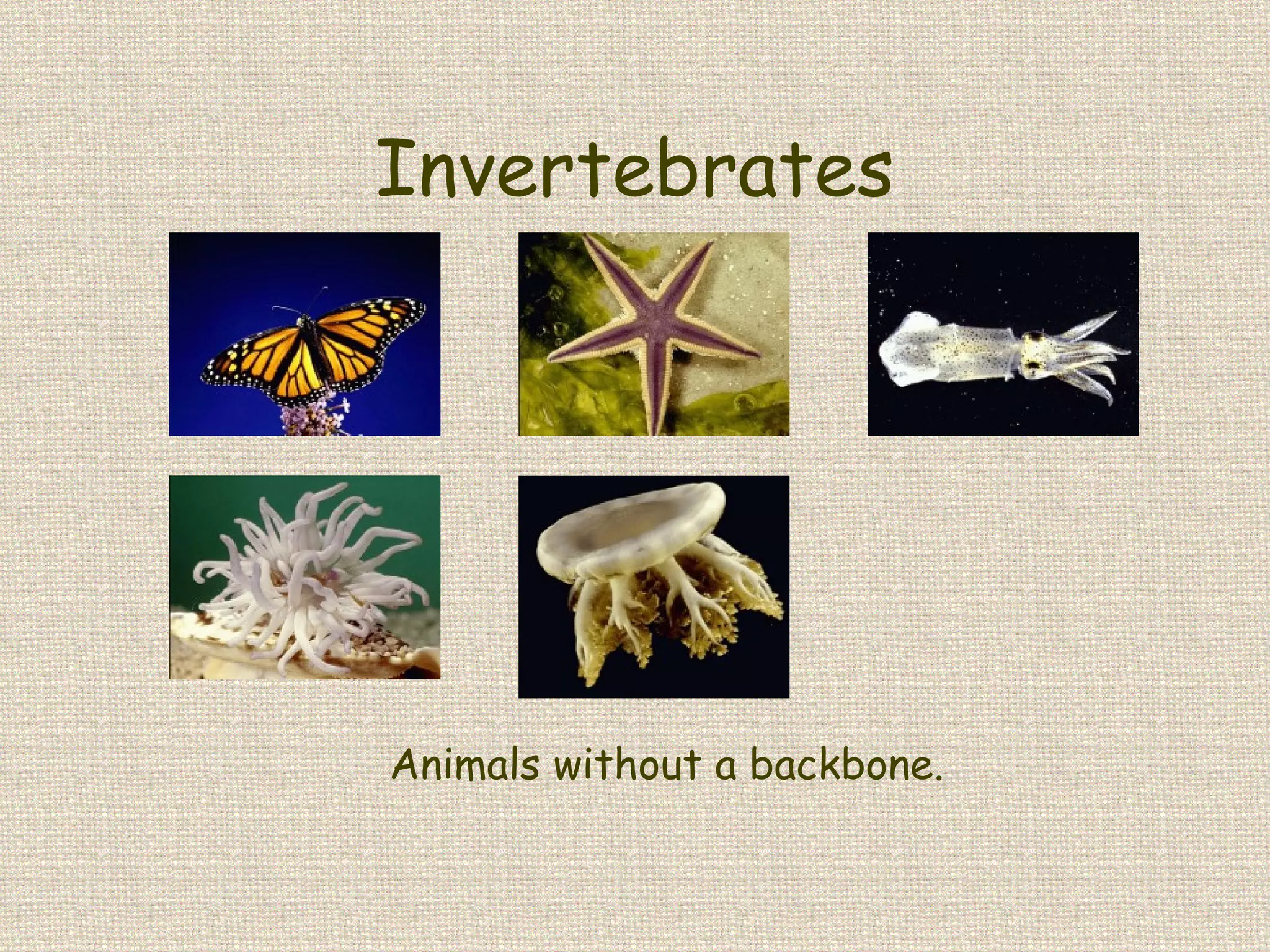 Intro to classification | PPT