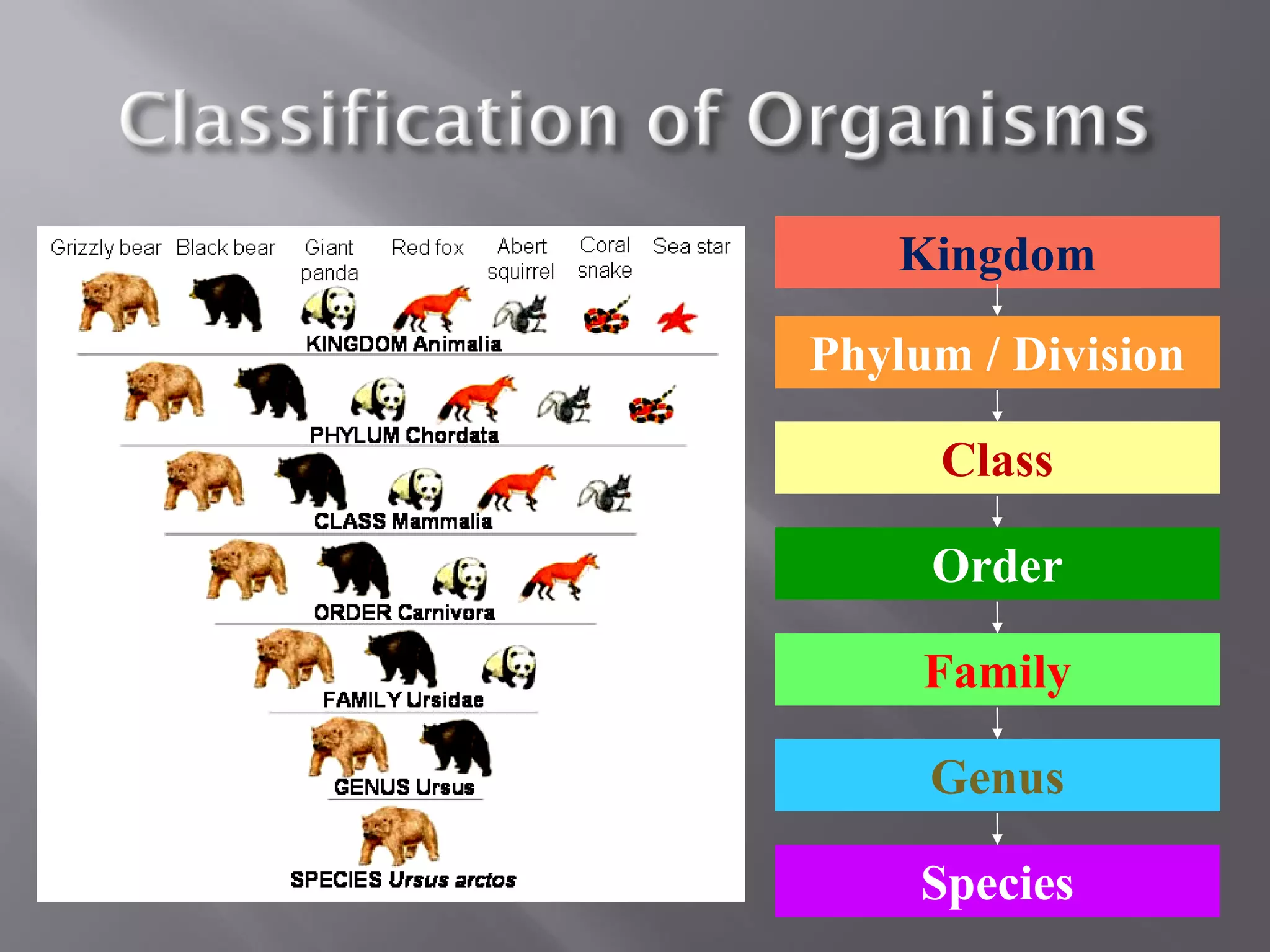 Intro to classification | PDF