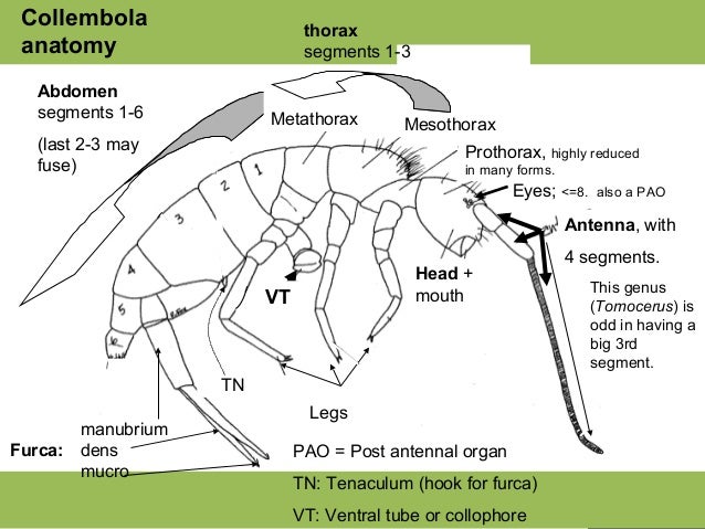 Introduction to collembola_march 3