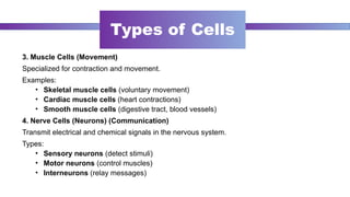 Basics of cytology along with cellular morphology | PPTX