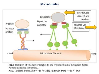 Introduction to Cytoskeleton and Cell Matrix Interaction | PPTX