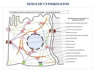 Introduction to Cytoskeleton and Cell Matrix Interaction | PPTX