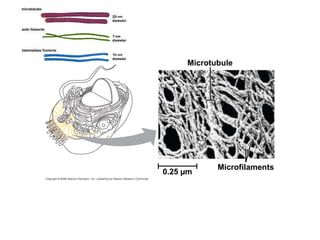 Introduction to Cytoskeleton and Cell Matrix Interaction | PPTX