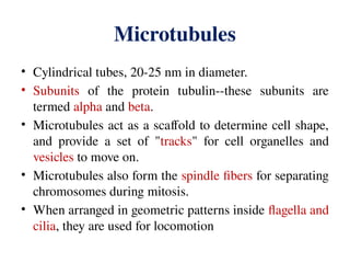 Introduction to Cytoskeleton and Cell Matrix Interaction | PPTX