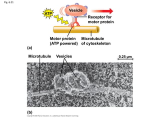 Introduction to Cytoskeleton and Cell Matrix Interaction | PPTX