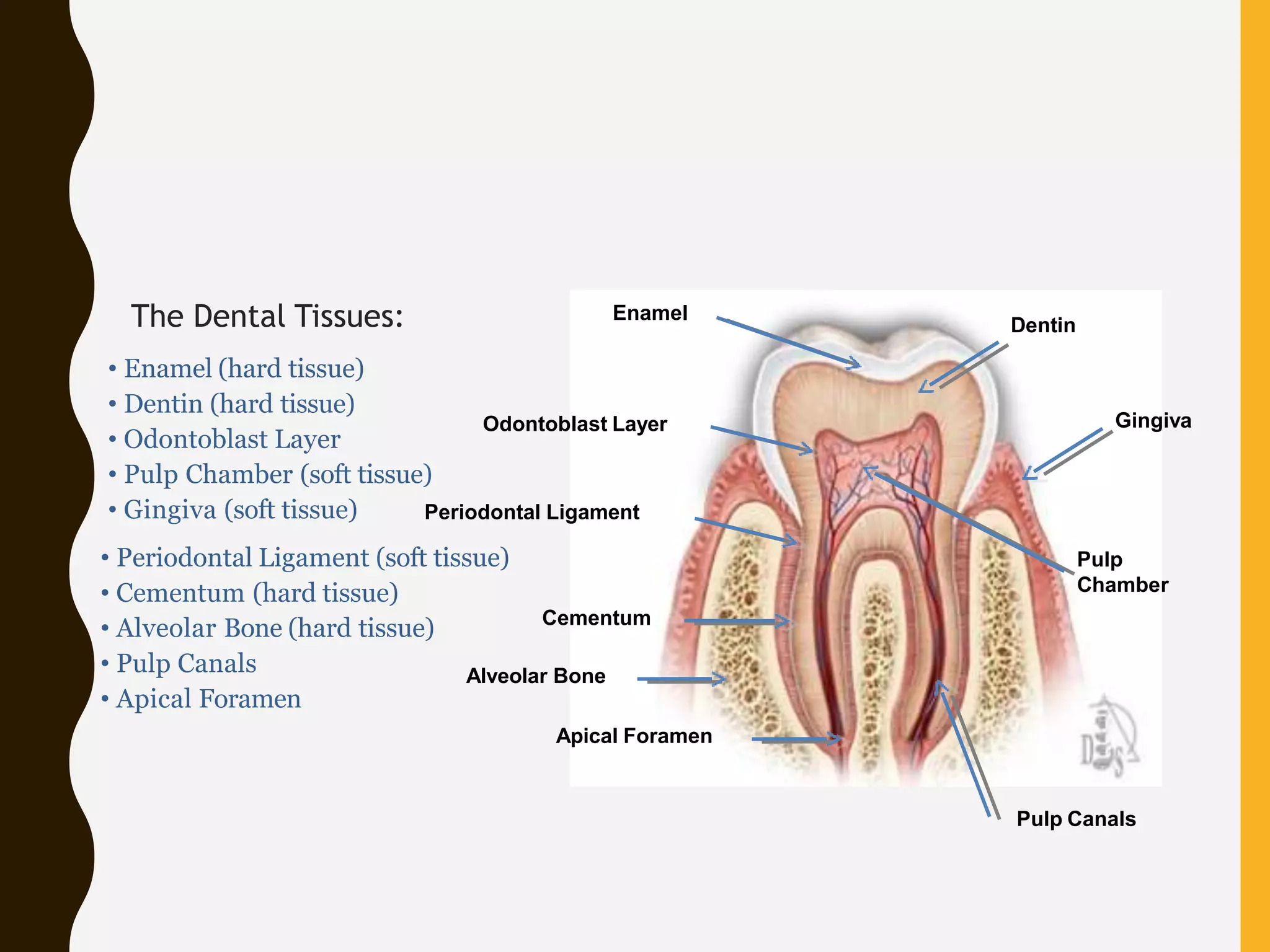 Intro to dental anatomy | PPTX