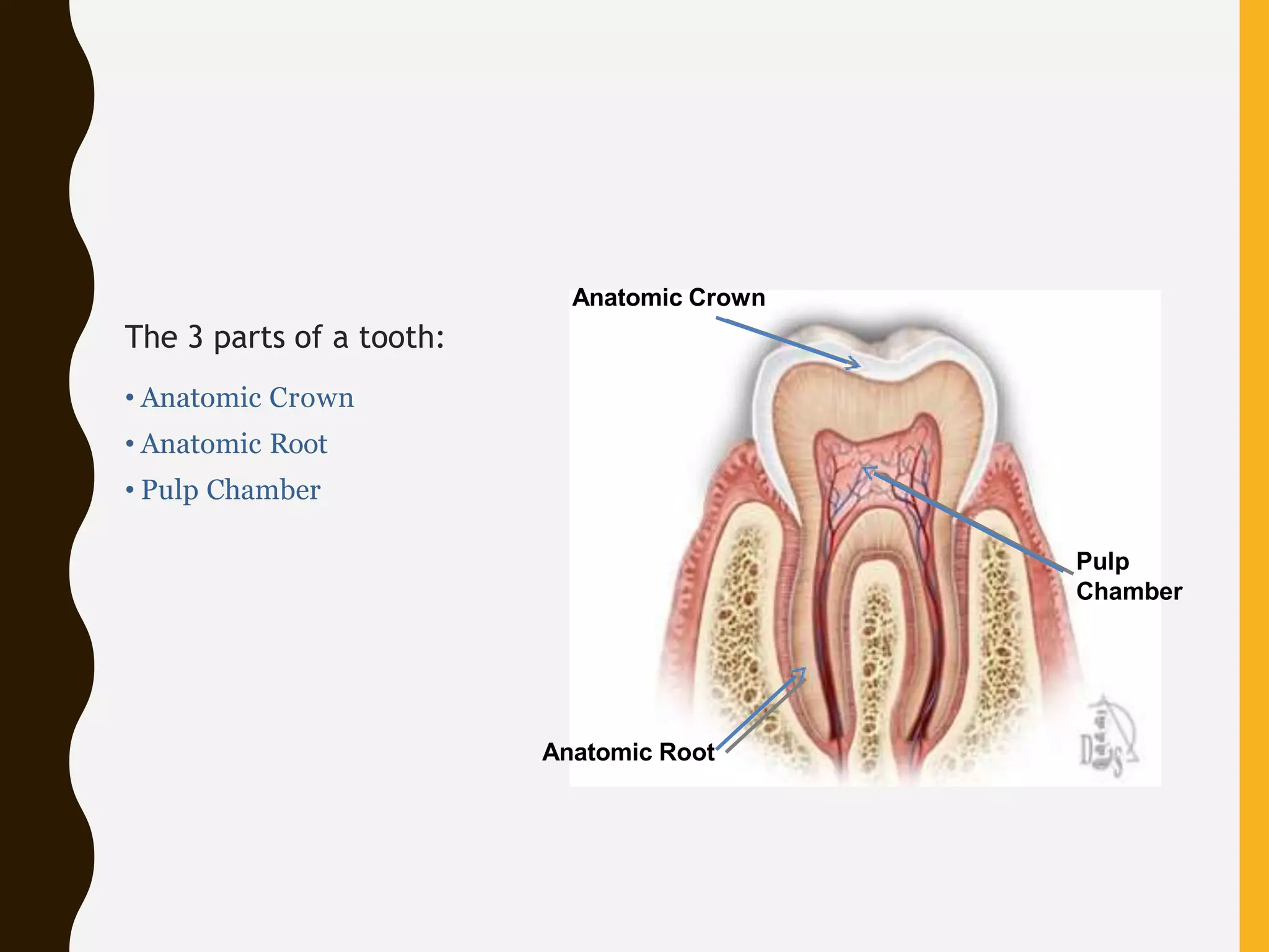 Intro to dental anatomy | PPTX