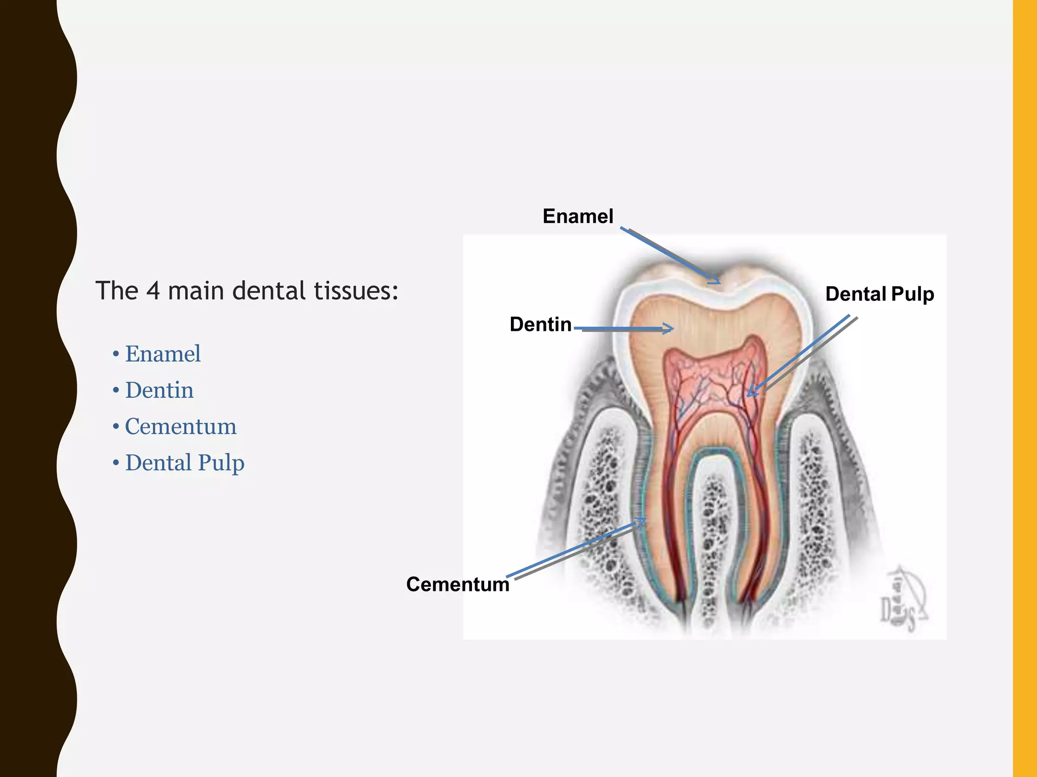 Intro to dental anatomy | PPTX