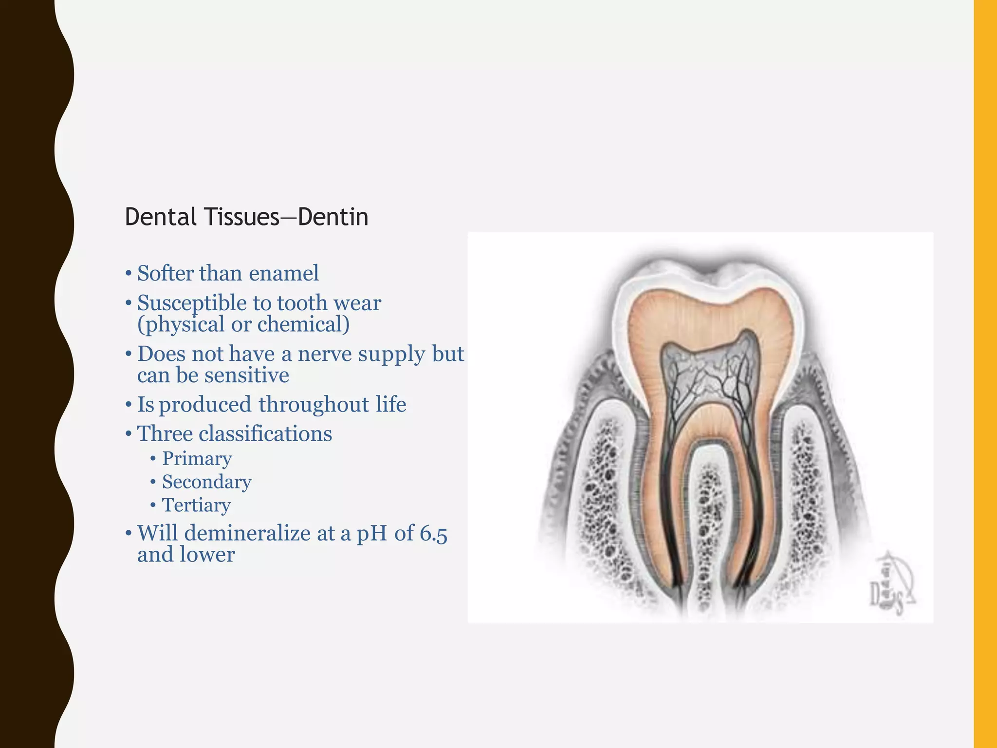 Intro to dental anatomy | PPTX