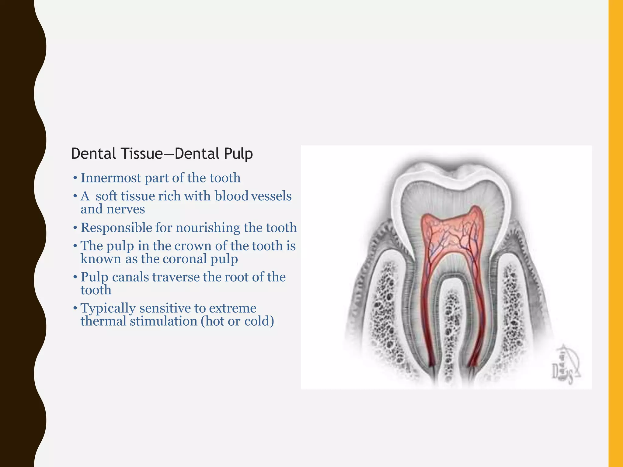 Intro to dental anatomy | PPTX