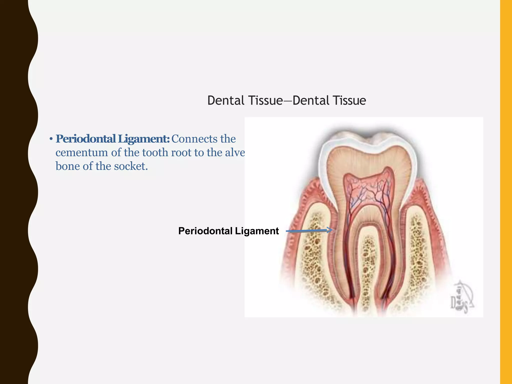 Intro to dental anatomy | PPTX