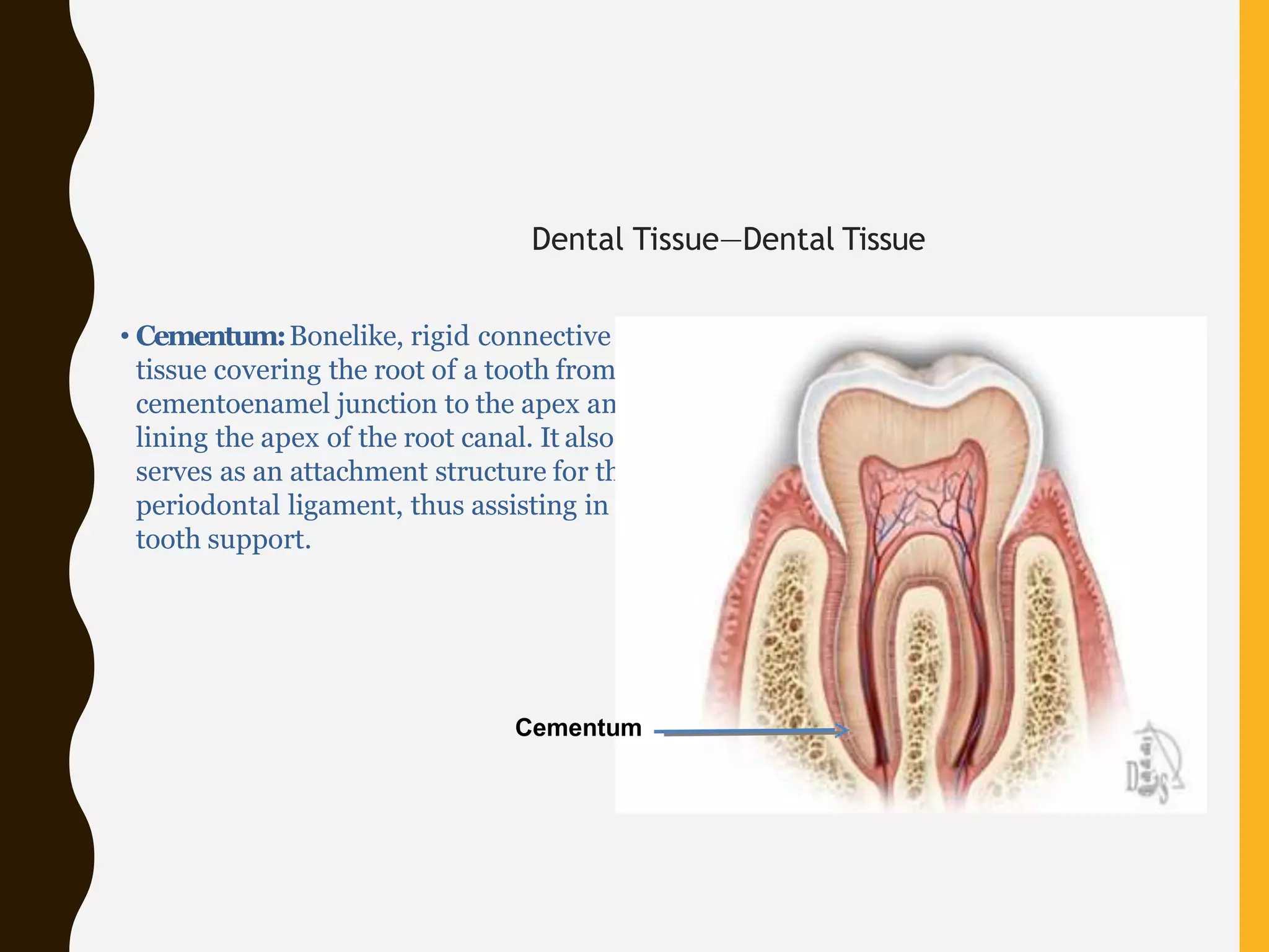 Intro to dental anatomy | PPTX