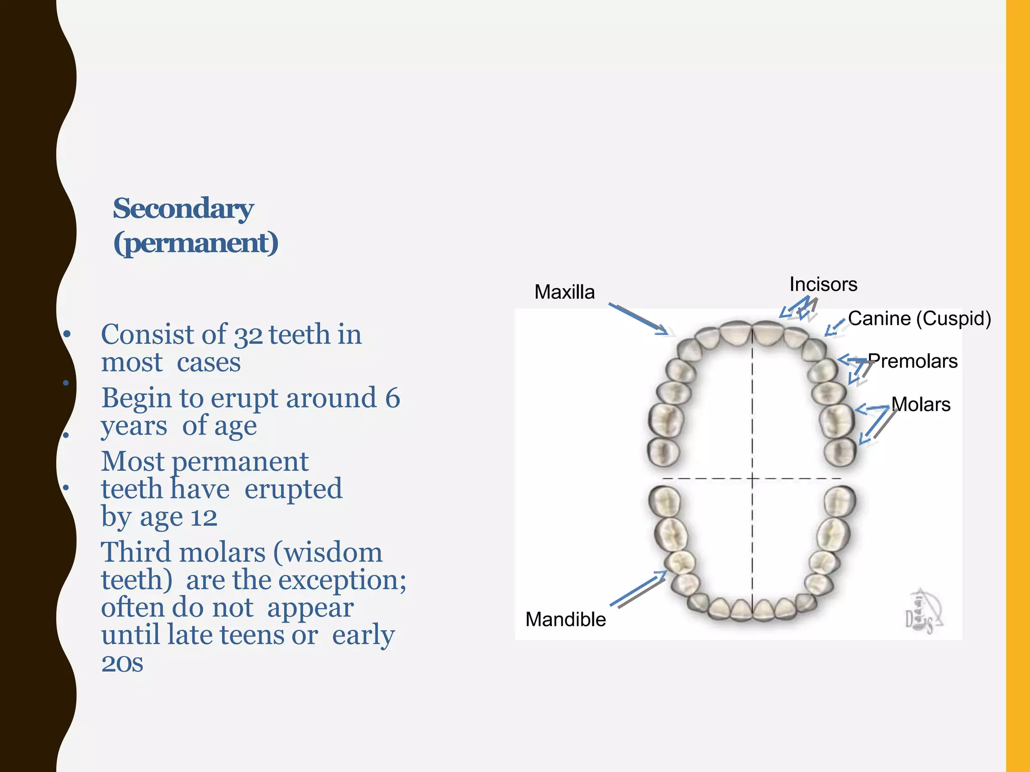Intro to dental anatomy | PPTX