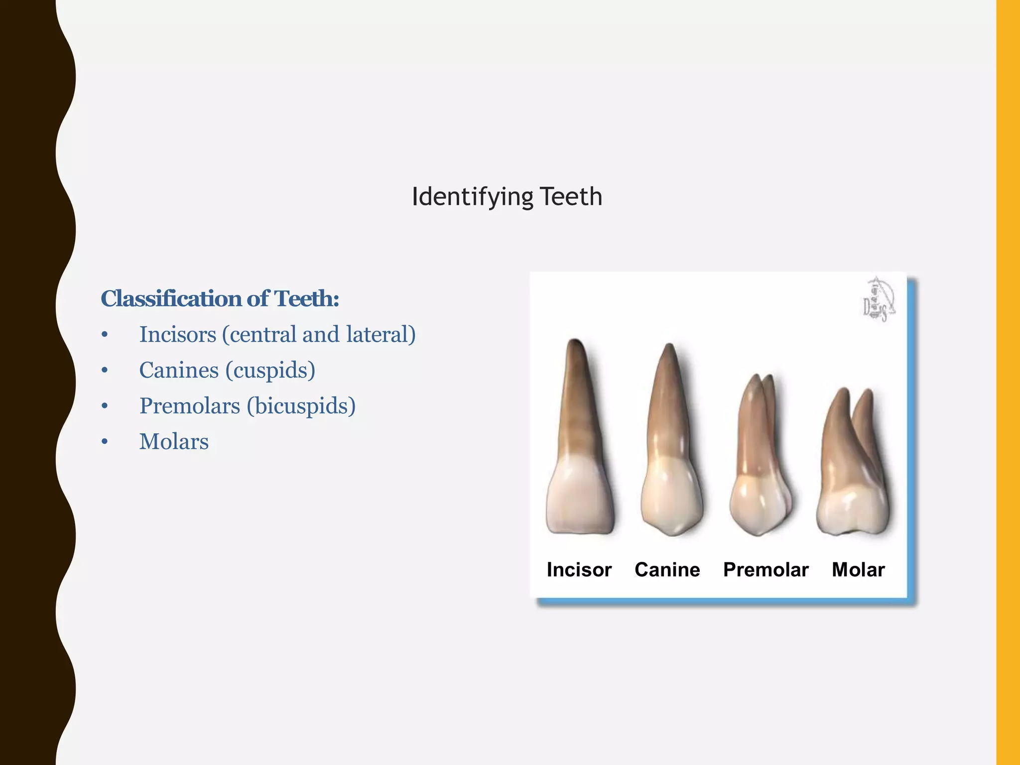 Intro to dental anatomy | PPTX