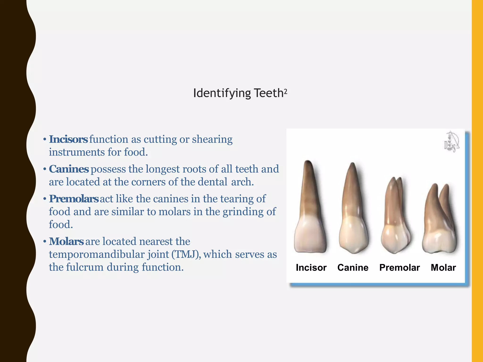 Intro to dental anatomy | PPTX