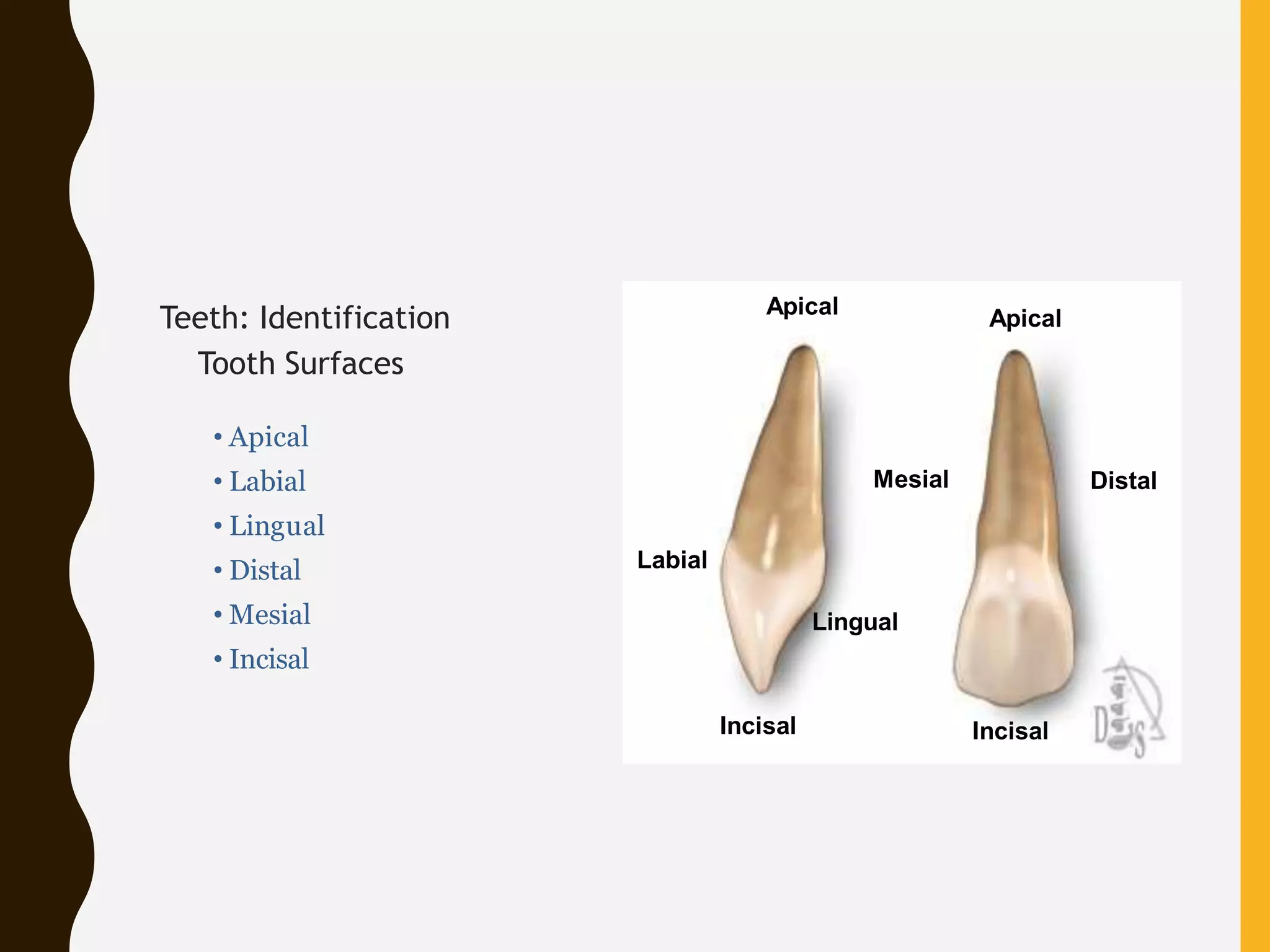 Intro to dental anatomy | PPTX