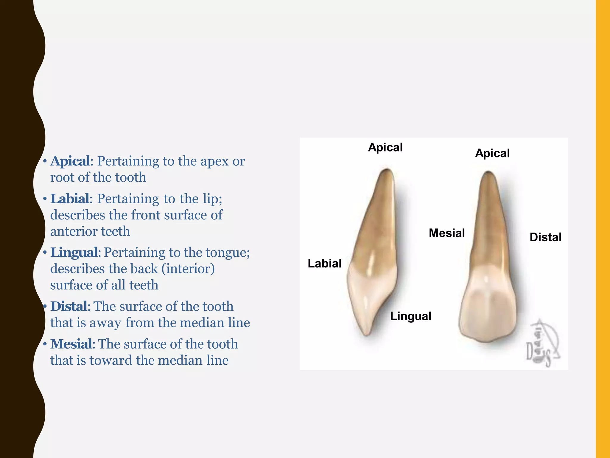 Intro to dental anatomy | PPTX