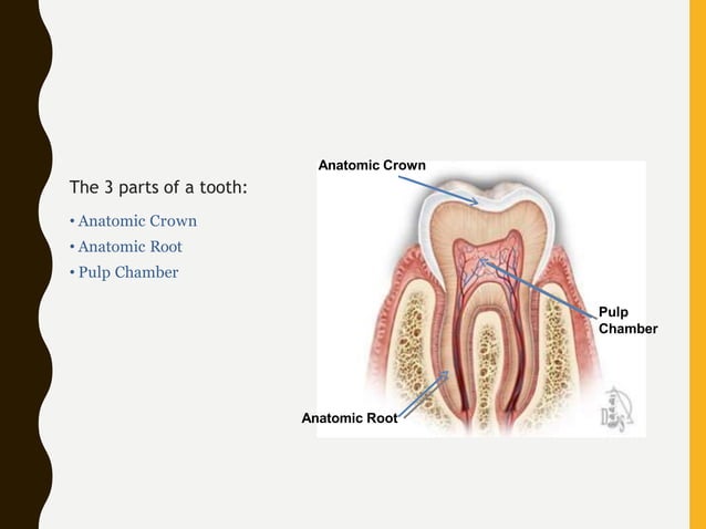 Intro to dental anatomy | PPTX | Dental Health | Diseases and Conditions