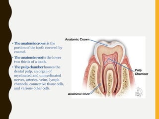 Intro to dental anatomy | PPTX