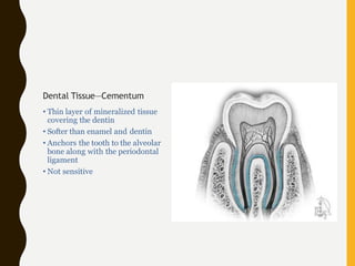 Intro to dental anatomy | PPTX