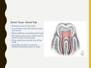 Intro to dental anatomy | PPTX