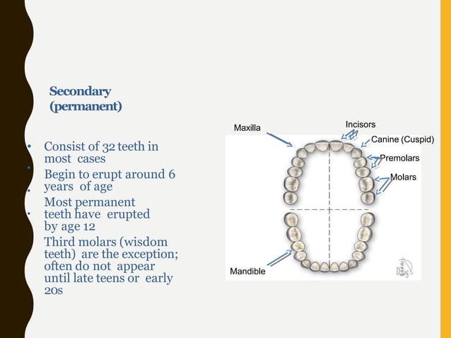 Intro to dental anatomy | PPTX | Dental Health | Diseases and Conditions