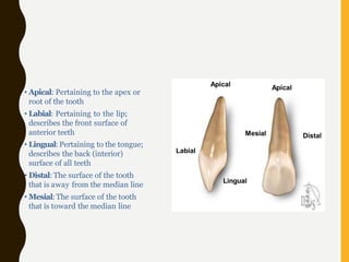 Intro to dental anatomy | PPTX