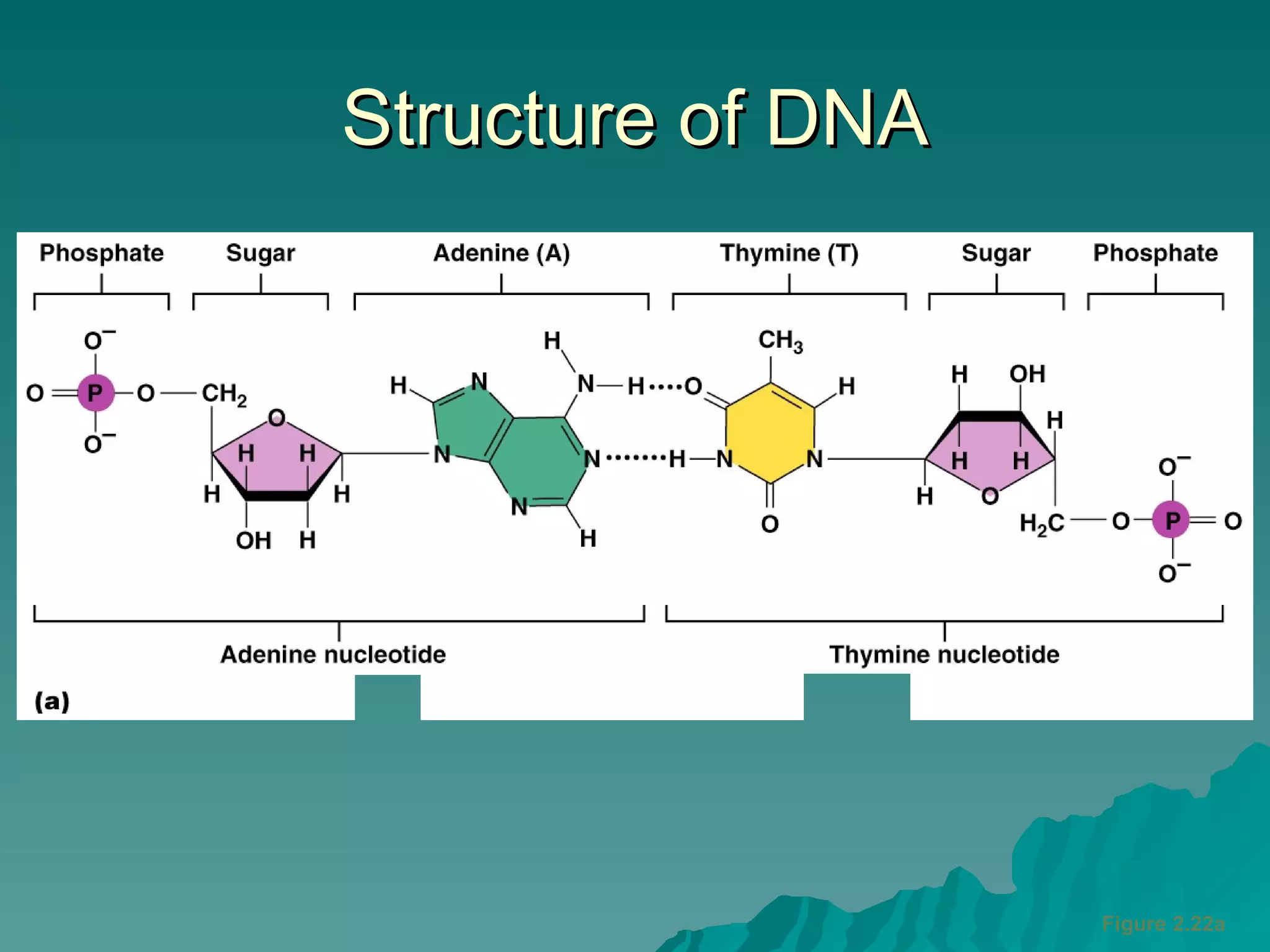 Intro to dna | PPT