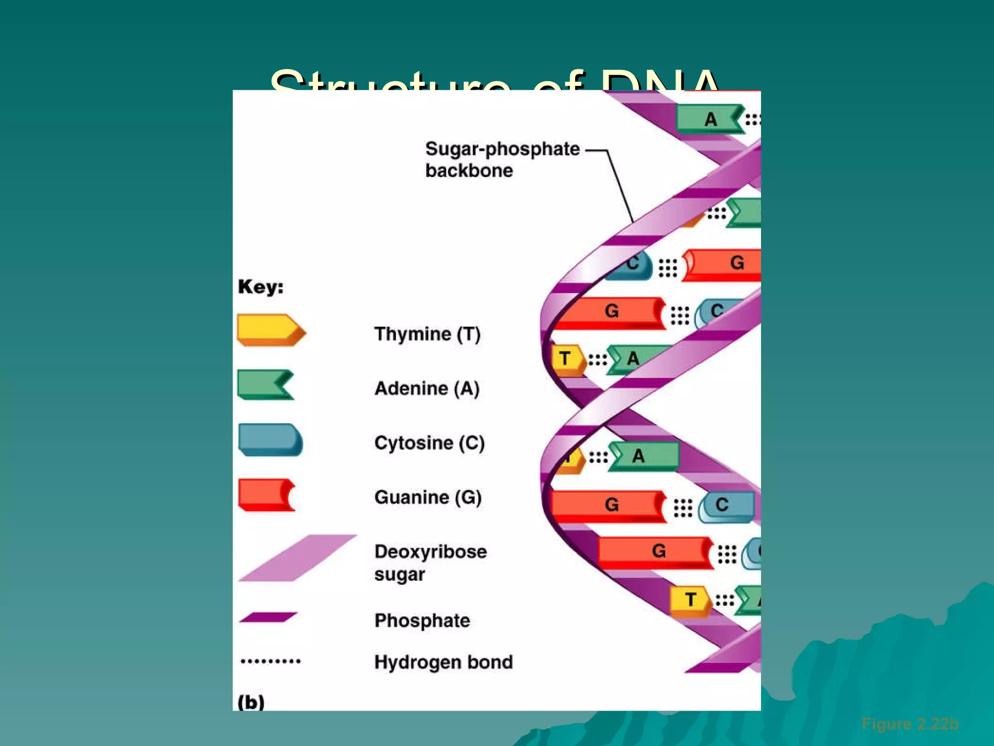Intro to dna | PPT