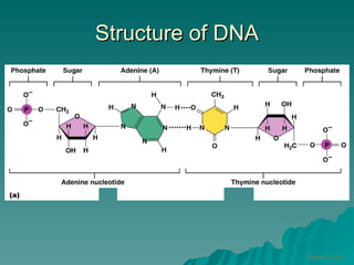 Intro to dna | PPT
